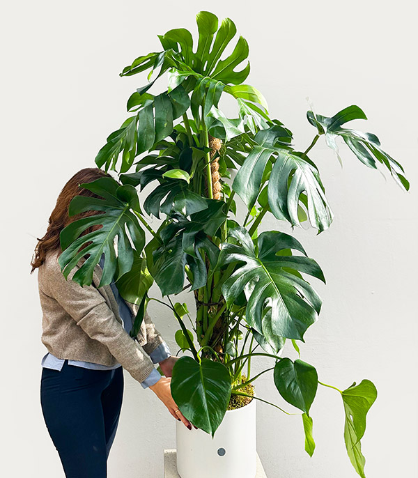 Monstera Deliciosa Beyaz Seramik Saksıda Deve Tabanı Deluxe 150 cm