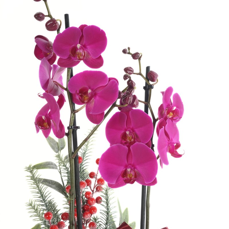 Festive Purple Orchid (Mor Orkide)