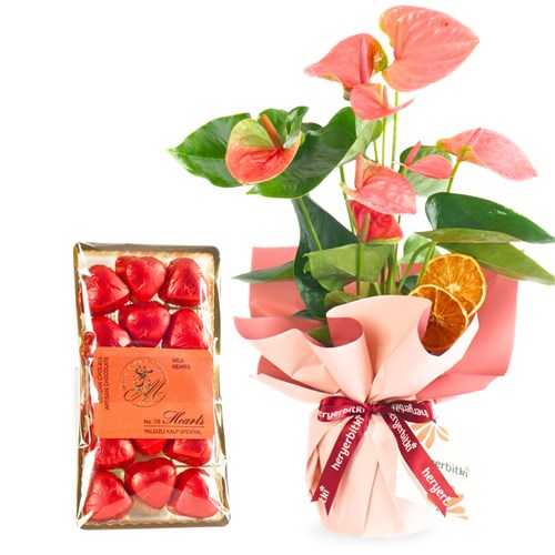 Gift-Wrapped Pink Anthurium and Chocolate Set - Heryerbitki