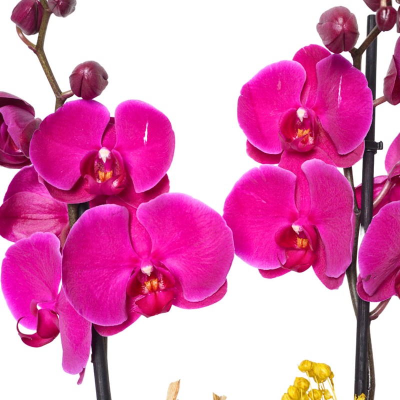 Gorgeous Purple Orchid (Mor Orkide Aranjmanı) - Heryerbitki