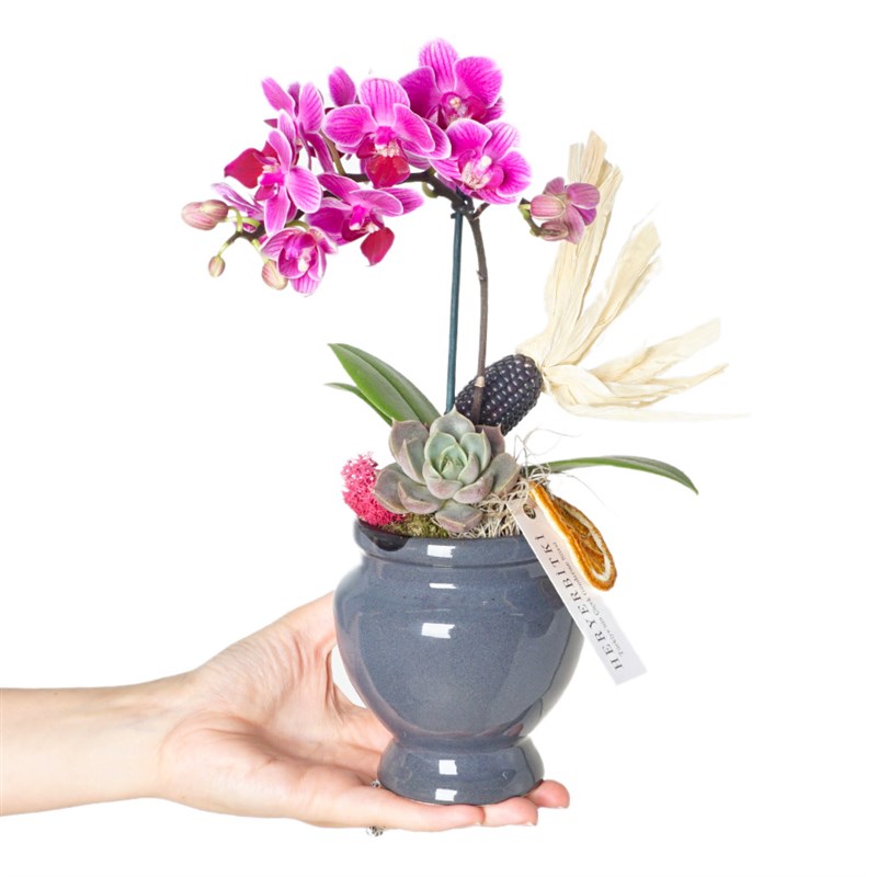 Royal Purple Orchid (Mor Orkide Aranjmanı) - Heryerbitki