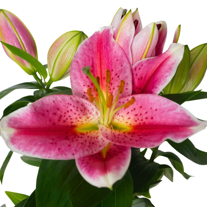 Berry Lily (Lilyum ve Kokina Aranjmanı)