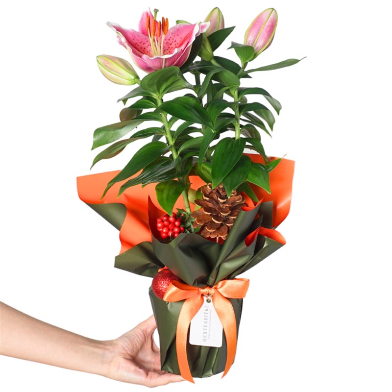 Berry Lily (Lilyum ve Kokina Aranjmanı)