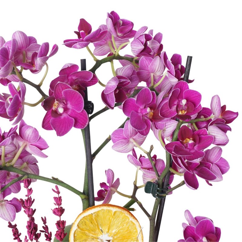 Premium Bloom Orchids (Mor Orkide) - Heryerbitki